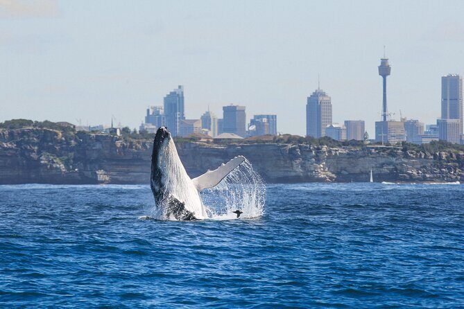 Whale Watching Sydney 2-Hour Express Cruise - Overview of the Experience