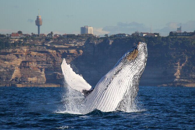 Whale Watching Sydney 2-Hour Express Cruise - Price and Value Analysis