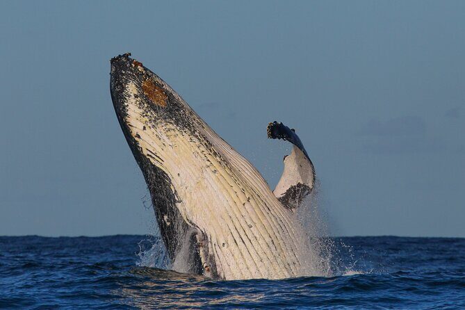Whale Watching Sydney 2-Hour Express Cruise - Who Will Enjoy This Tour?