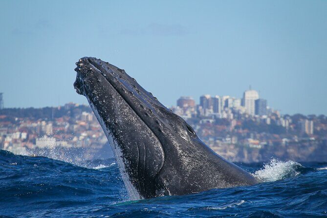 Whale Watching Sydney 2-Hour Express Cruise - The Sum Up