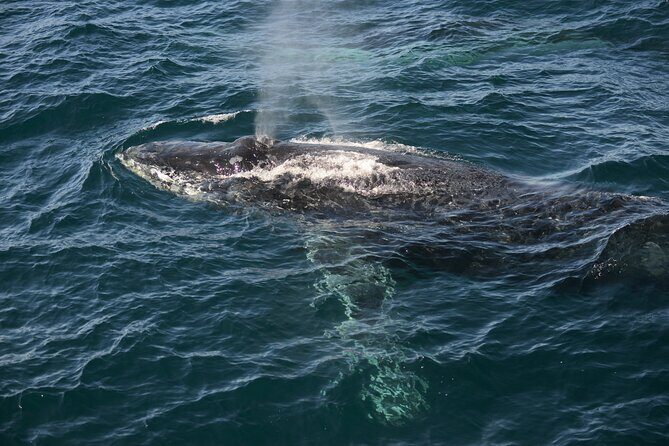 Whale Watching Sydney - The Experience at a Glance