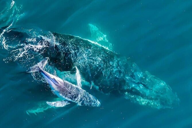 Whale Watching Terrigal - Key Points