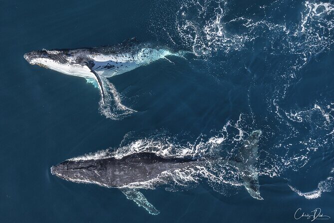 Whale Watching Terrigal - Introduction: What Makes This Whale-Watching Tour Stand Out?