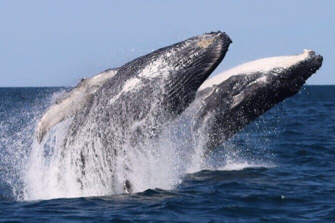 Whale Watching Terrigal - Final Thoughts: Who Is This Tour Best For?