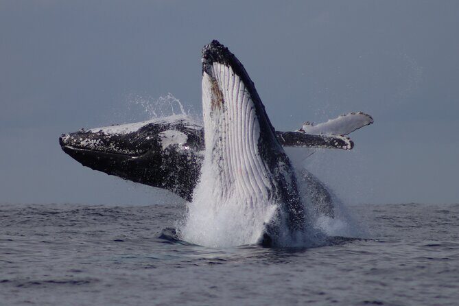 Whale Watching Terrigal - FAQ