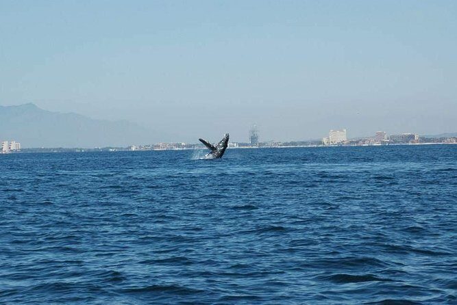 Whale watching tour - An In-Depth Look at the Puerto Vallarta Whale Watching Tour