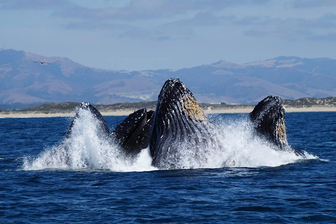 Whale Watching Tour - Why This Whale Watching Tour Is Worth Considering