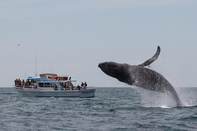 Whale Watching Tour - What You Can Expect on the Day
