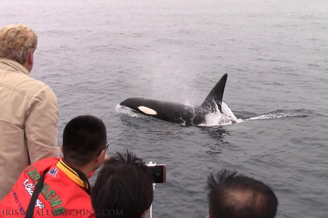 Whale Watching Tour - Final Words