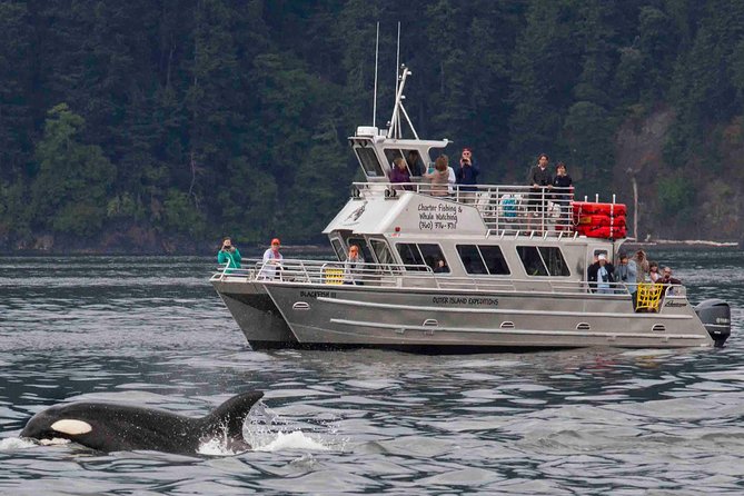 Whale Watching Tour from Anacortes - The Value of the Experience