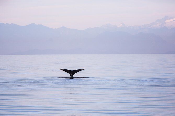 Whale-Watching Tour from Vancouver - The Itinerary: What Does the Tour Cover?