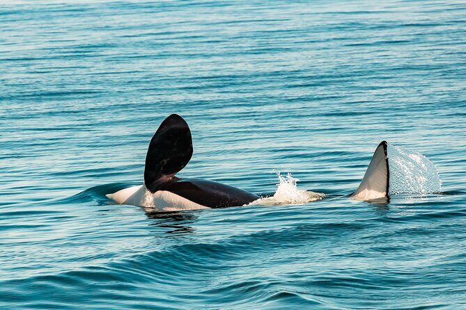 Whale Watching Tour in a Zodiac Boat in Victoria - An Introduction to the Zodiac Whale Watching Experience