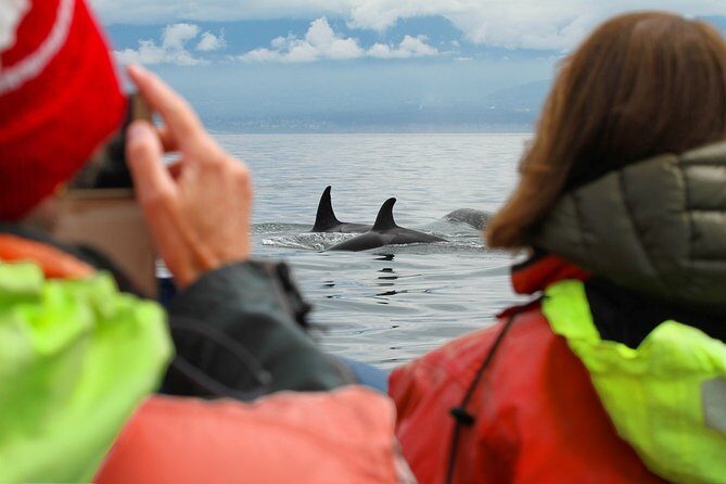 Whale Watching Tour in a Zodiac Boat in Victoria - FAQ