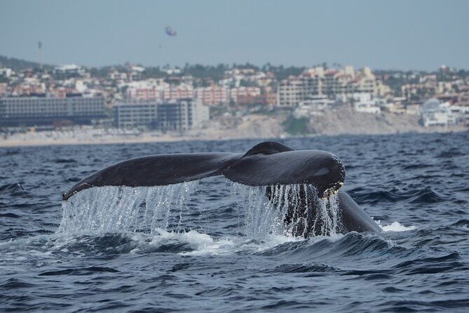 Whale Watching Tour in Cabo San Lucas - FAQ