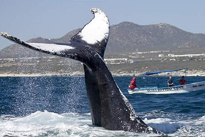 Whale Watching Tour in Glass Bottom Boat (VisitA Cabo) - An Introduction to the Experience
