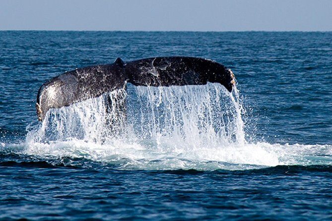 Whale Watching Tour in Glass Bottom Boat (VisitA Cabo) - What You Can Expect