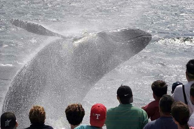 Whale Watching Tour in Gloucester - FAQs