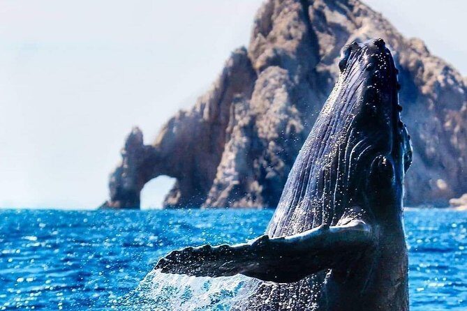 Whale Watching Tour in Los Cabos - Why You Might Want to Book This Tour