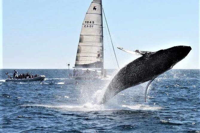 Whale Watching Tour in Los Cabos - The Value of This Whale Watching Tour