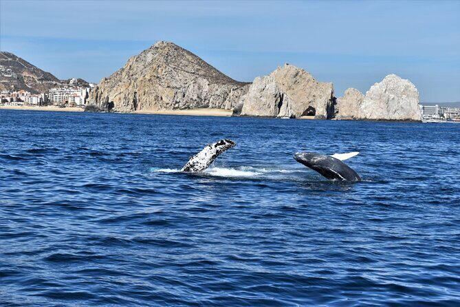 Whale Watching Tour in Los Cabos - Who Should Book This Tour?