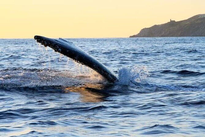 Whale Watching Tour in Los Cabos - The Sum Up