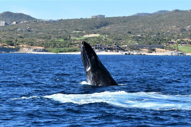 Whale Watching Tour in Los Cabos - FAQ
