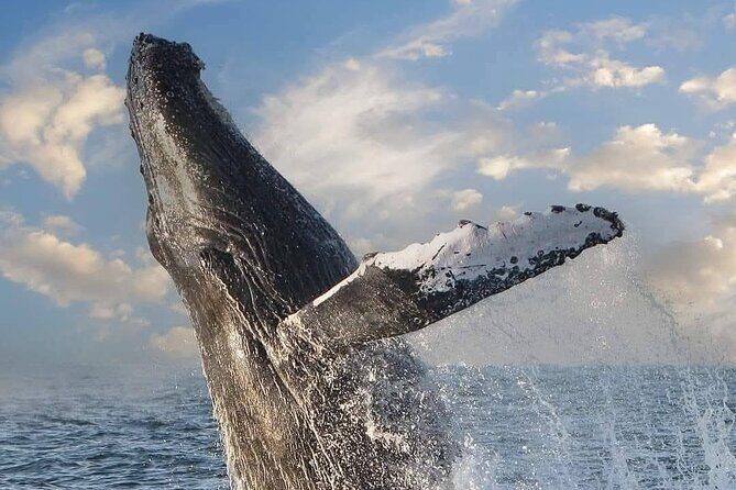 Whale Watching Tour in Puerto Vallarta - Introduction