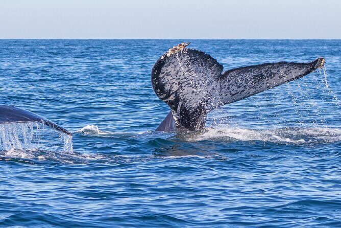 Whale Watching Tour in Puerto Vallarta - Key Points