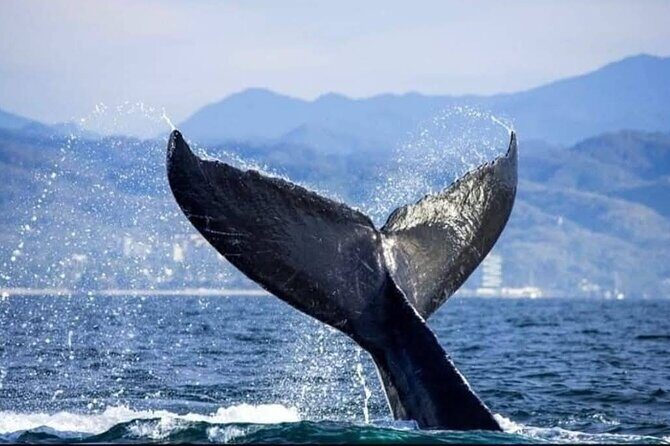 Whale Watching Tour in Puerto Vallarta - Who This Tour Is Best For