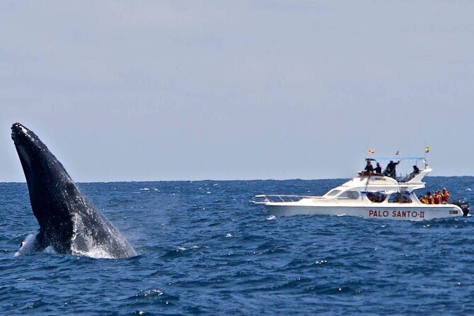 Whale Watching Tour in Samana Bay from Las Terrenas - Summary: Who Will Love This Tour?