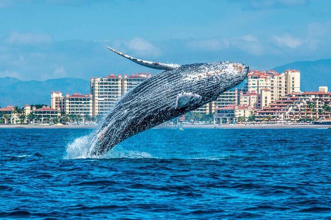 Whale Watching Tour in Samana Bay from Las Terrenas - FAQ