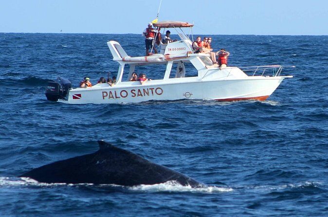 Whale Watching Tour in Samana - Who Should Consider This Tour?