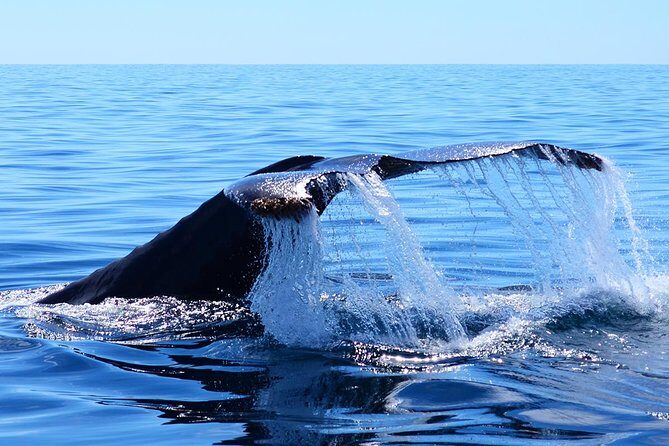 Whale Watching Tour -Incl FREE photos - An Honest Breakdown of the Experience