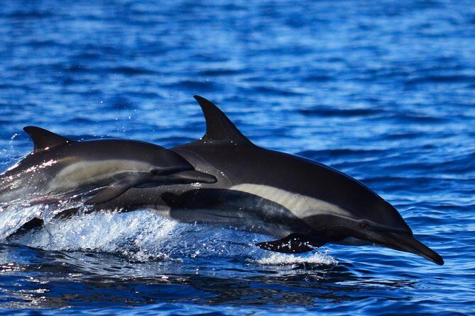 Whale Watching Tour -Incl FREE photos - Who Should Book This Tour?