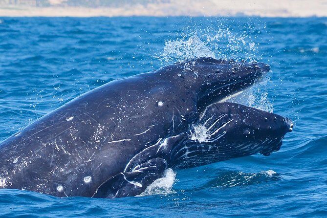 Whale Watching Tour -Incl FREE photos - The Sum Up