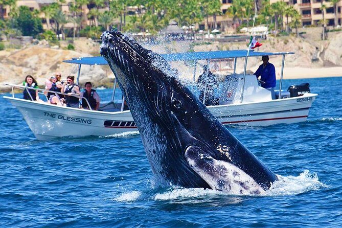 Whale Watching Tour -Incl FREE photos - FAQ