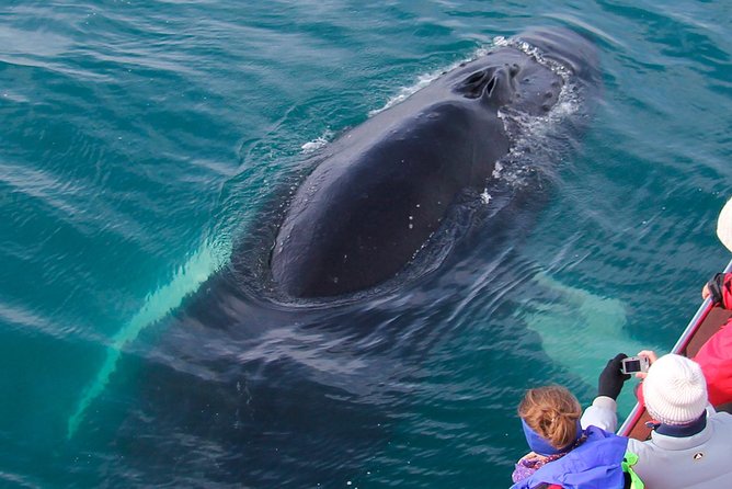 Whale Watching Tour Review: A Memorable Experience - Professional Guide Expertise