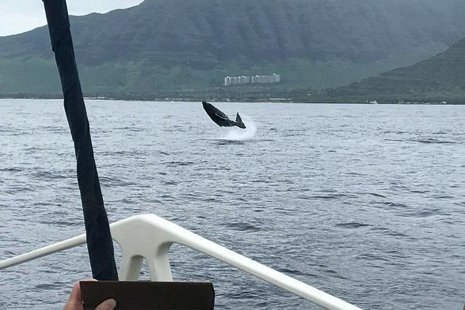 Whale Watching Tour: Whales Guaranteed in Kona Waikoloa - Whale Species and Sightings