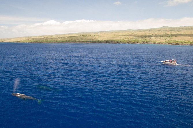 Whale Watching Tour: Whales Guaranteed in Kona Waikoloa - Accessibility and Participation Guidelines