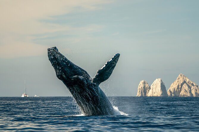 Whale Watching Tour with Arch and Beach in Cabo San Lucas - In-Depth Look at the Experience