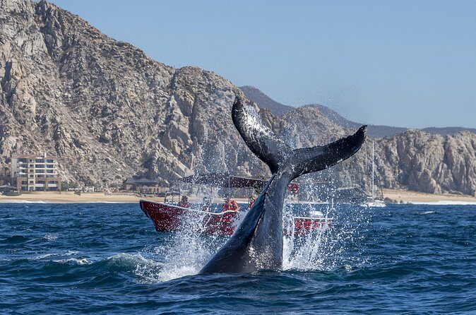 Whale Watching Tour with Arch and Beach in Cabo San Lucas - Frequently Asked Questions