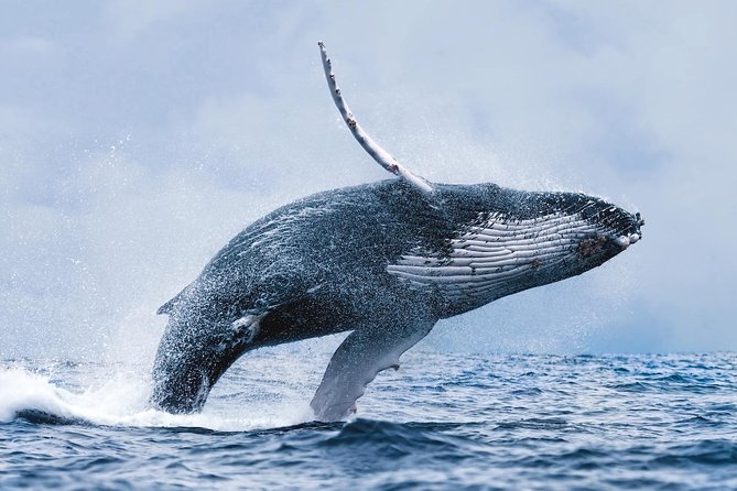 Whale Watching Tour With Professional Guide From Reykjavik - Comfortable Boat and Onboard Amenities