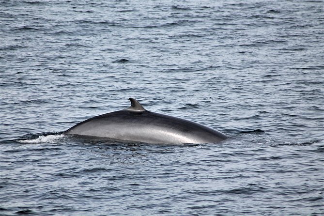 Whale Watching Tour With Professional Guide From Reykjavik - Accessibility and Meeting Point