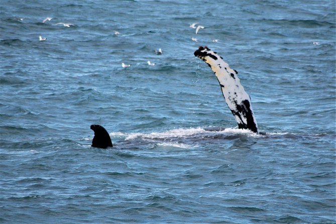 Whale Watching Tour With Professional Guide From Reykjavik - Tour Policies and Recommendations