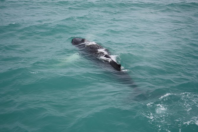 Whale Watching Tour With Professional Guide From Reykjavik - The Sum Up