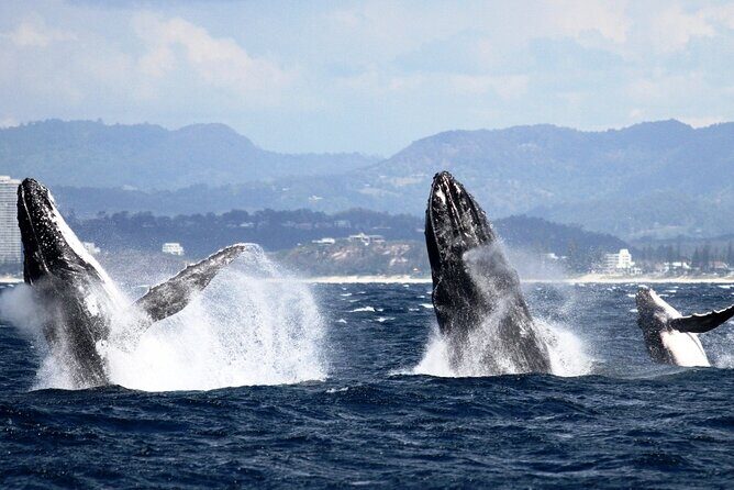 Whale Watching Tour with Spirit of Gold Coast - Who Should Consider This Tour?