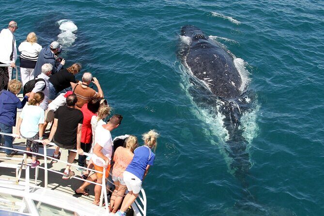 Whale Watching Tour with Spirit of Gold Coast - FAQ