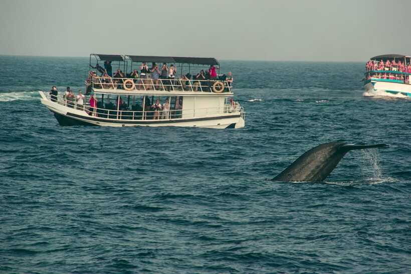 Whale Watching Tour with Transfers - The Sum Up: Is It Worth It?