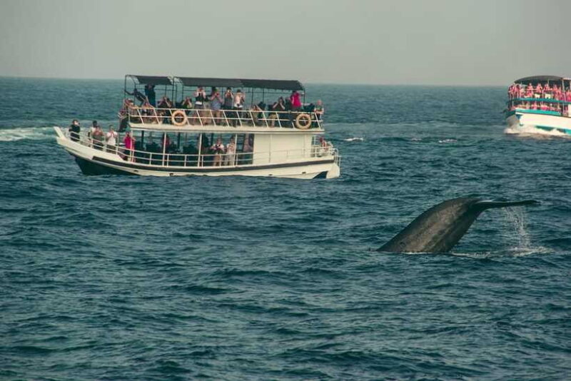 Whale Watching Tour with Transfers - Frequently Asked Questions