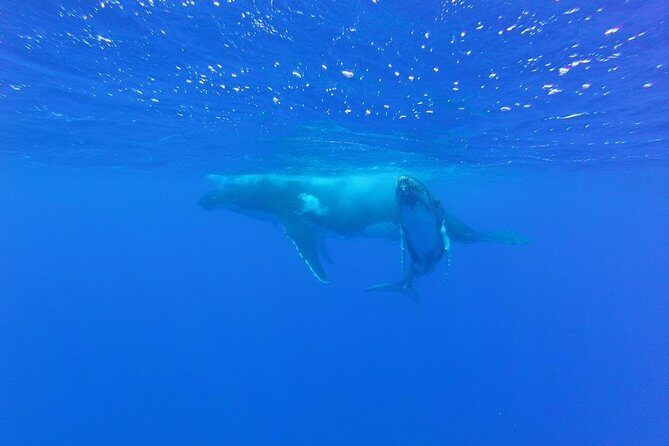 Whale Watching Tours in Bora Bora - The Experience and Its Appeal